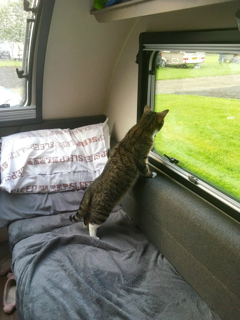 Creature comfort caravanning - Caravan Guard's pet poll